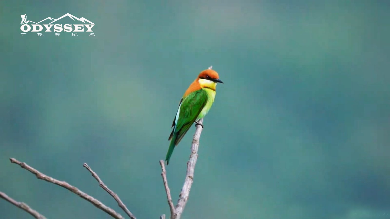 6 Best Places to Visit in Nepal for Bird Watching, Birding Tour