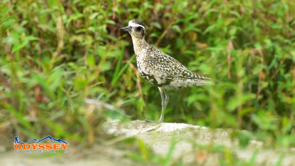 6 Best Places to Visit in Nepal for Bird Watching, Birding Tour